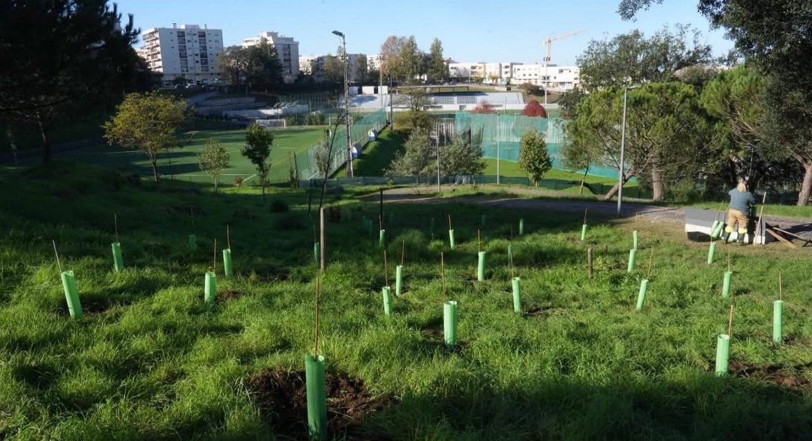Braga: Estudantes plantam 'microfloresta' no Parque das Camélias