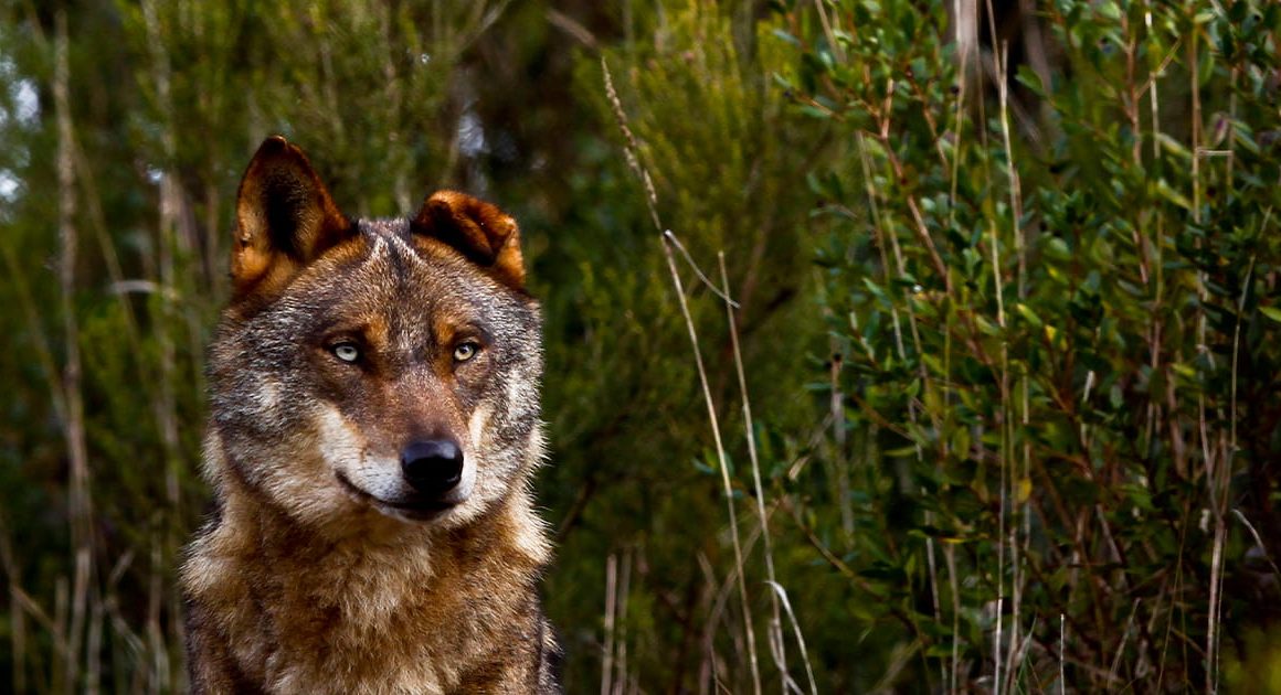 Criadores de gado denunciam "mais um ataque" de lobo em Viana do Castelo