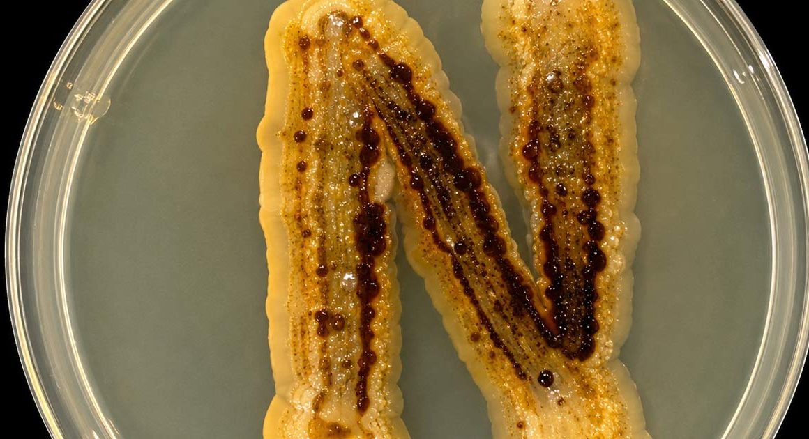 Investigadores da UMinho descobrem nova espécie de fungo