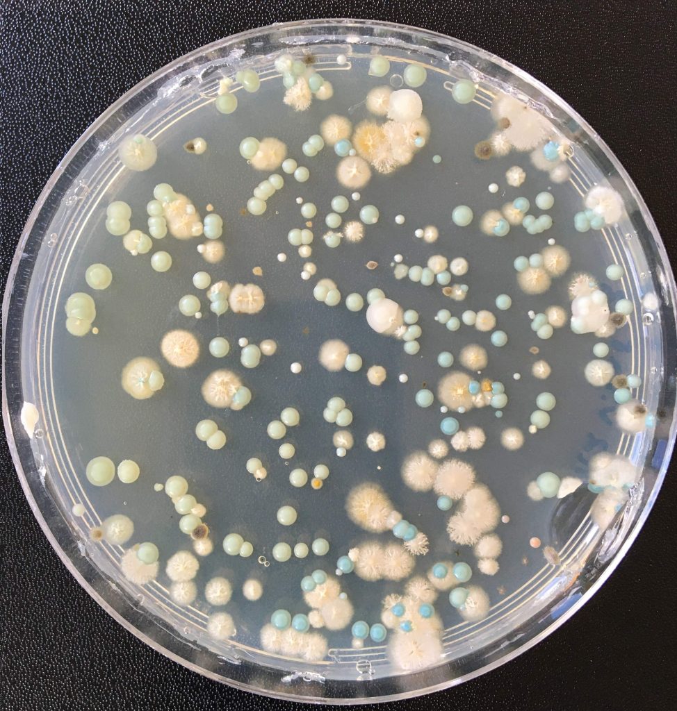 Cientistas da UMinho descobrem como dar mais alma aos vinhos do Douro